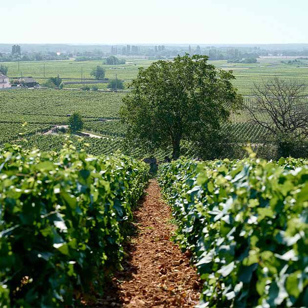 Les vins de Bourgogne