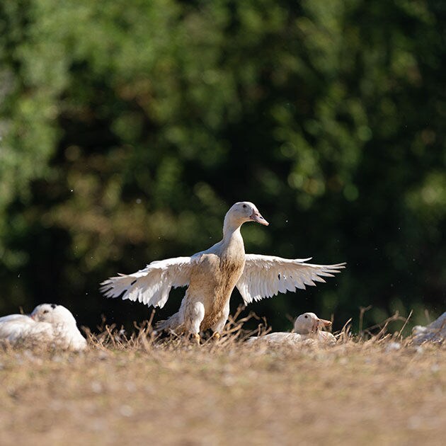 Rencontre avec Tristan, éleveur de canards